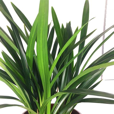 剑兰 观叶植物养眼绿植办公室花卉居家必备 万花花卉网