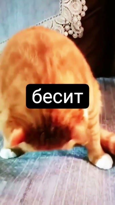 Я понимаю тебя котик 💔 Youtube