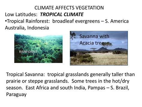 Equatorial Climate Vegetation