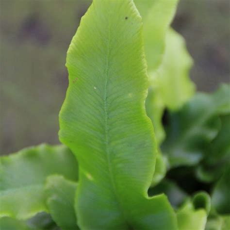 Tongvaren Asplenium Scolopendrium