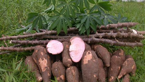 How To Grow Cassava Garden Guides