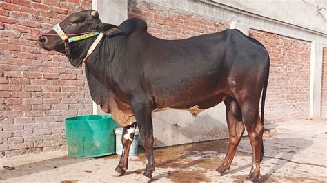 علی گجر بھوآ ایک فرمائشی بھینس3قربانی والے وچھے برائے فروخت12جون2023