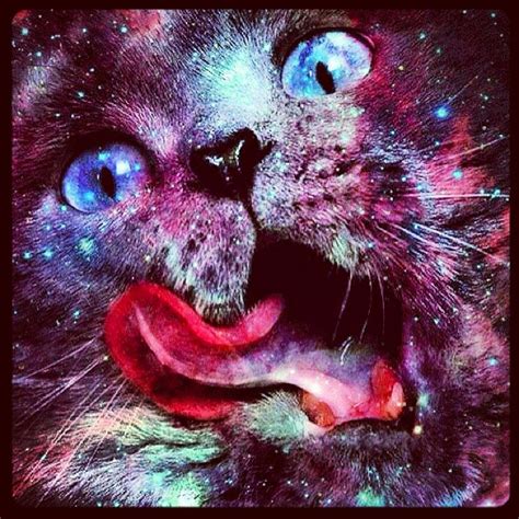 Trippy Cat Wallpaper Wallpapersafari