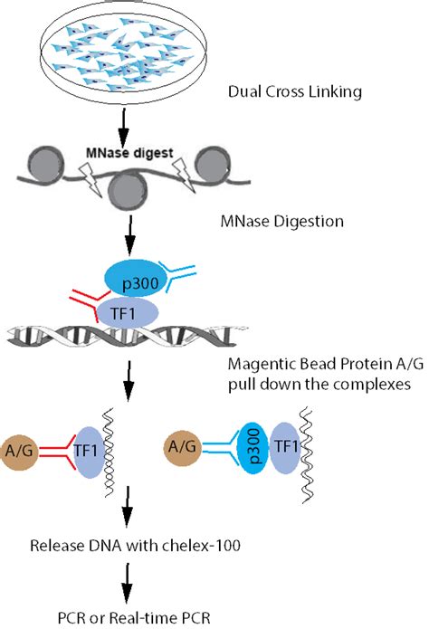 Erk1 2 Snapshot Magnetic Beads Chip Assay Signosis