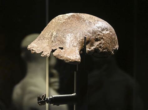 The ‘java Man The First Fossil Evidence Of Homo Erectus Is Now Home