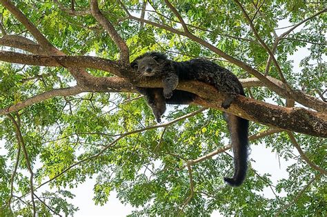 Bearcat