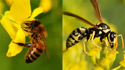 Pins émail Abeille Pins Émail Abeille Et Guêpe Gbjuk Fermoir