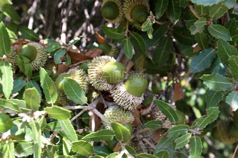 在橡树上的森林里成熟的大橡子高清图片下载 正版图片505495798 摄图网