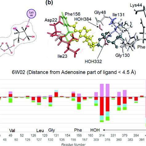 Interaction Between Adp Ribose Phosphatase And Adp Ribose As A Ligand Download Scientific