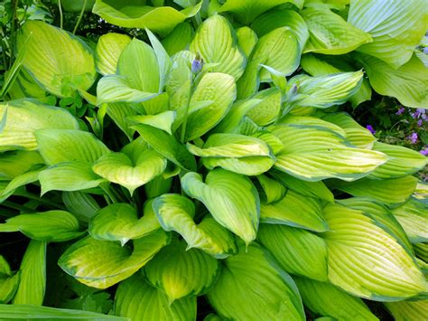 Хоста Hosta Gold Standart | Хости | Сад твоєї мрії.