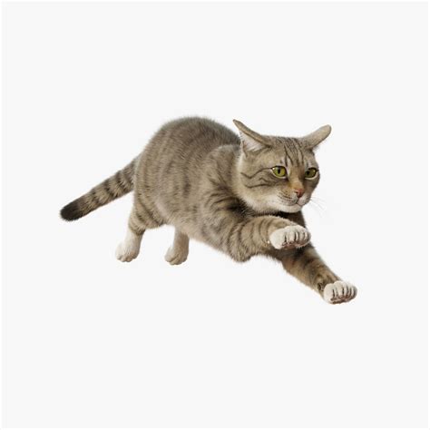 Cat Gray Tabby Rigged Animated 3d Model Animated Rigged Cgtrader