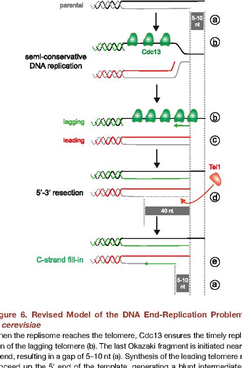 Figure 2 From Elucidation Of The Dna End Replication Problem In