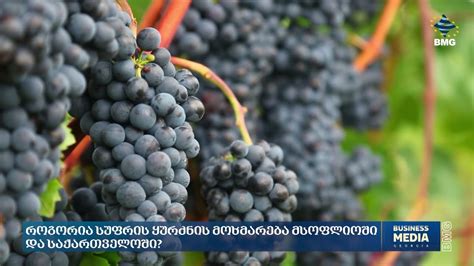 როგორია სუფრის ყურძნის მოხმარება მსოფლიოში და საქართველოში Youtube