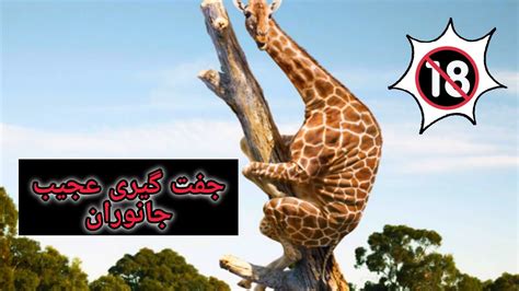 زندگی خصوصی جانورانجانوران راز حیواناتزندگی حیاتوحش Youtube
