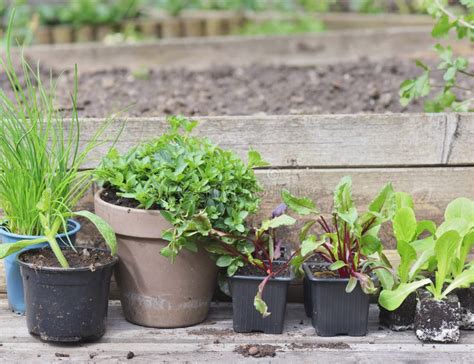 Vegetable Seedlings And Aromatic Plant With Stock Image Image Of