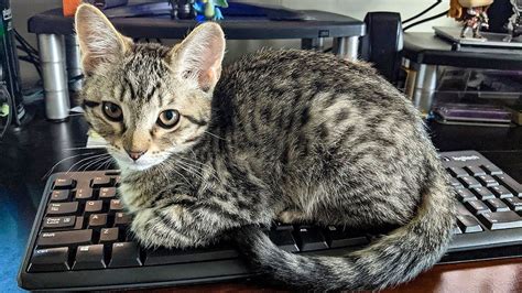 How To Cat Proof Your Keyboard Tips And Strategies 2025