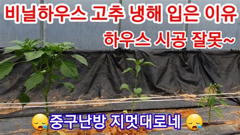 비닐하우스 시공 잘못해서 고추 냉해피해 무쟈게 입었습니다 Youtube