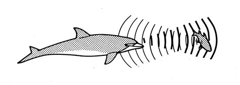 Do Dolphins Have Sonar Discover The Fascinating Depths