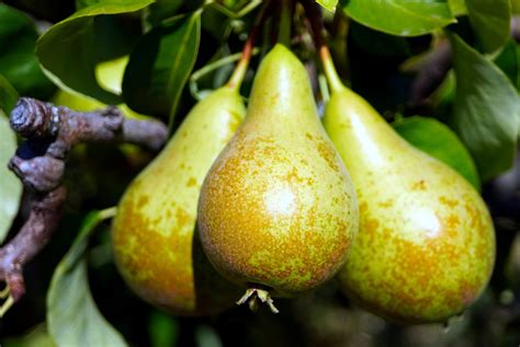 배 과일 익은 Pixabay의 무료 사진 Pixabay