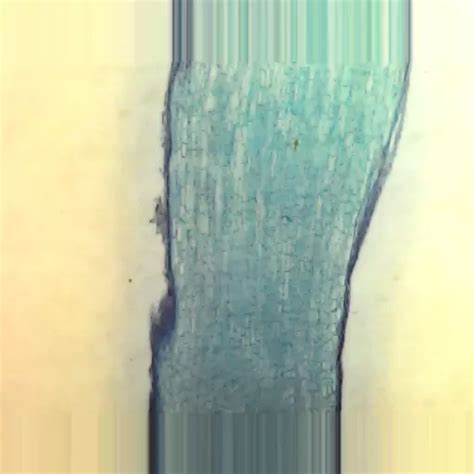 Microscope Slide Insect Trachea