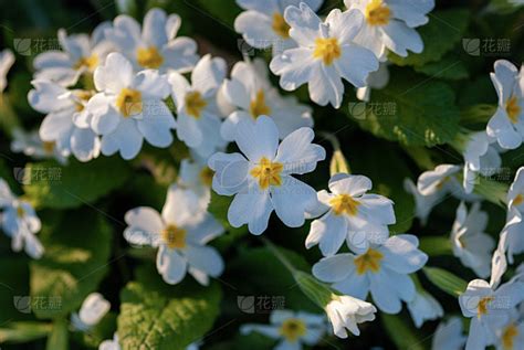 花园里的白色报春花特写
