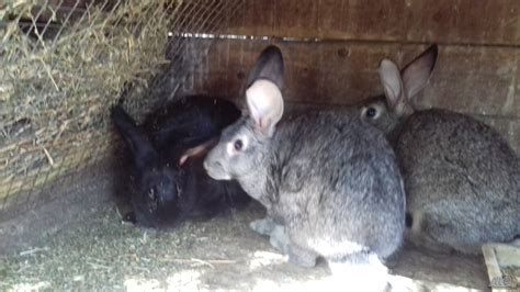 Продавам зайци Зайци Селскостопански животни Сливен Продавам зайци целогодишно За пов