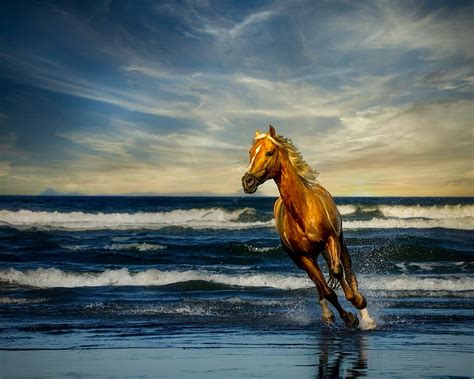 Deborah Mcdevitt Photography