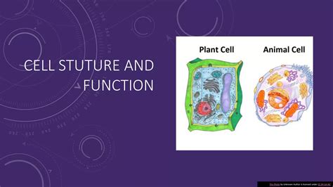 Cell Stucture And Function Class 8 Ppt
