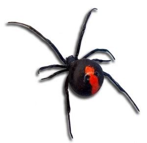 How Big Can Black Widow Spiders Get Uncovering The Surprising Truth