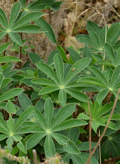 Lupinus Latifolius Bigleaf Lupine Broad Leaf Lupine Plant
