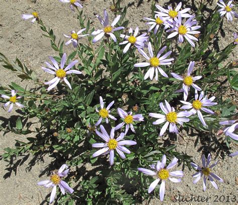Cascade Aster Eucephalus Ledophyllus Synonyms Aster Ledophyllus
