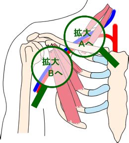 胸郭出口症候群 府中市 あかつき療法院