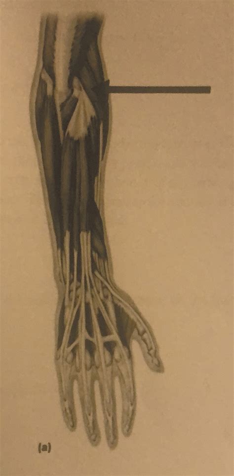 Diagram Of Extensor Forearm Muscles Quizlet