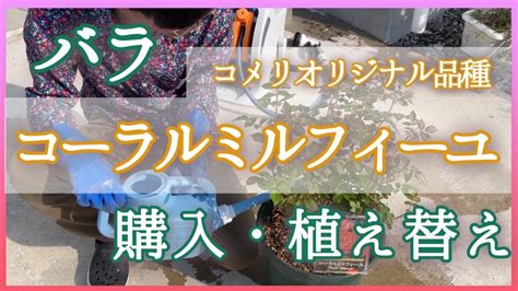 コメリオリジナルのバラ新品種コーラルミルフィーユを購入早速植え替えをしましたが YouTube