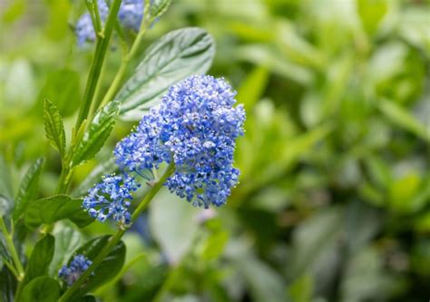 20 Ceanothus Varieties To Grow Horticulture Magazine