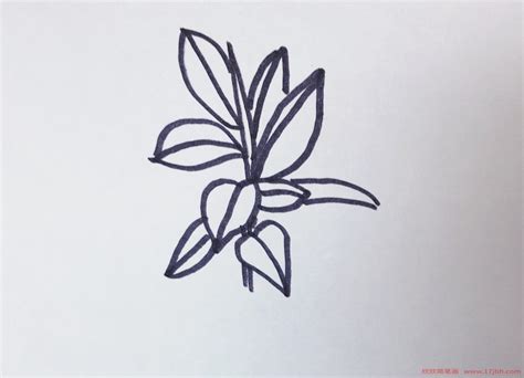 橡皮树简笔画图片 金刚 第7页 大山谷图库