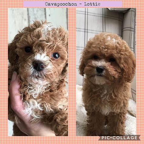 Cavapoochon Gallery Pawfect Cavachons