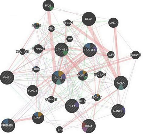 Genemania Interaction Networks Gene Mania Was Constructed To Depict Download Scientific