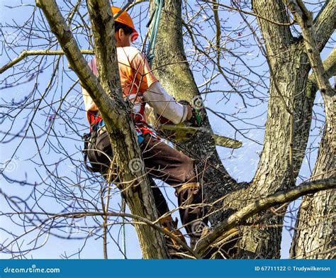 Chainsaw Hanging On Tree Small Gasoline Engine Combined With Saw As A Tool To Cut Trees Stock