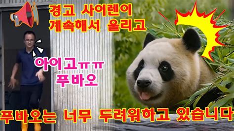 세상에💥푸바오 는경고 사이렌이 계속 울리면서 너무 두려워서 도망칠 곳이 없었습니다📢🔔사육사는 푸바오를 긴급 소환하기 위해 문을