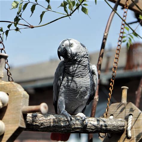 Alur Translation Services Polilingua