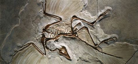 Fossil Record Transitional Fossils