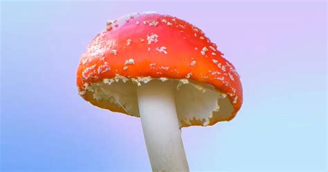 Edison Nancy Pakistan About Me