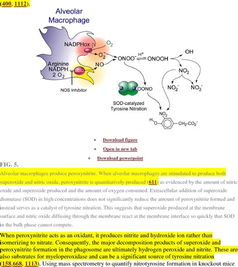 Peroxynitrite Semantic Scholar