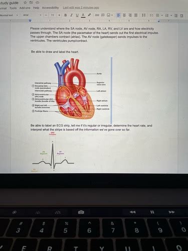 Exercise Testing Exam 1 Flashcards Quizlet