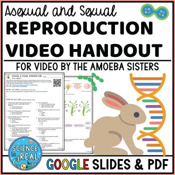 Cell Signaling Amoeba Babes Video Handout Science Is Real Education