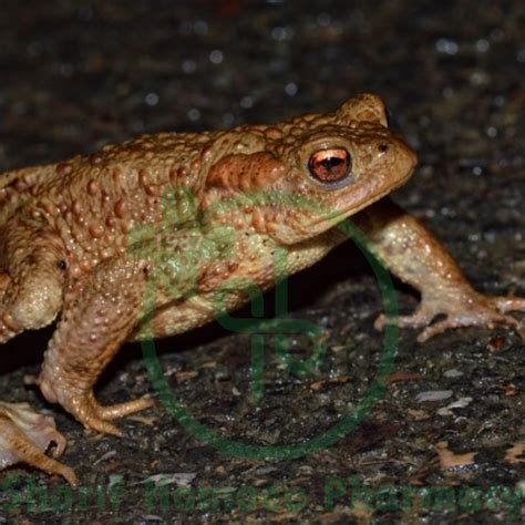 Bufo Rana Dilution 1m