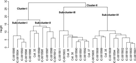 Dendrogram Showing The Clustering Of 30 Litchi Genotypes Based On Download Scientific Diagram