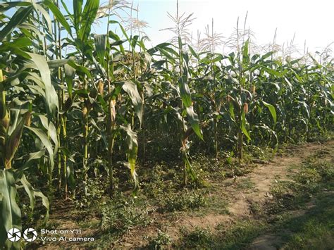 နတ်မောက်မြို့နယ် ကျေးရွာများတွင် မြေအောက်ရေဖြင့် ထိုင်ဝမ်ပြောင်းဖူးများ စိုက်ပျိုးအောင်မြင