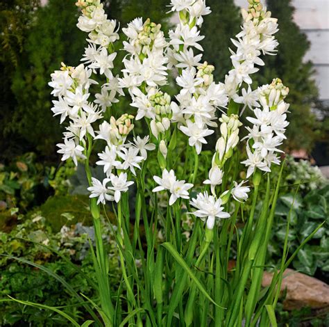 Ý Nghĩa Hoa Huệ Và Những Hình Ảnh Đẹp Về Loài Hoa Vương Giả Này